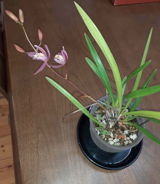 sinnpi｜長野県松本市の林友ホーム・パナソニックリフォームクラブ｜林友